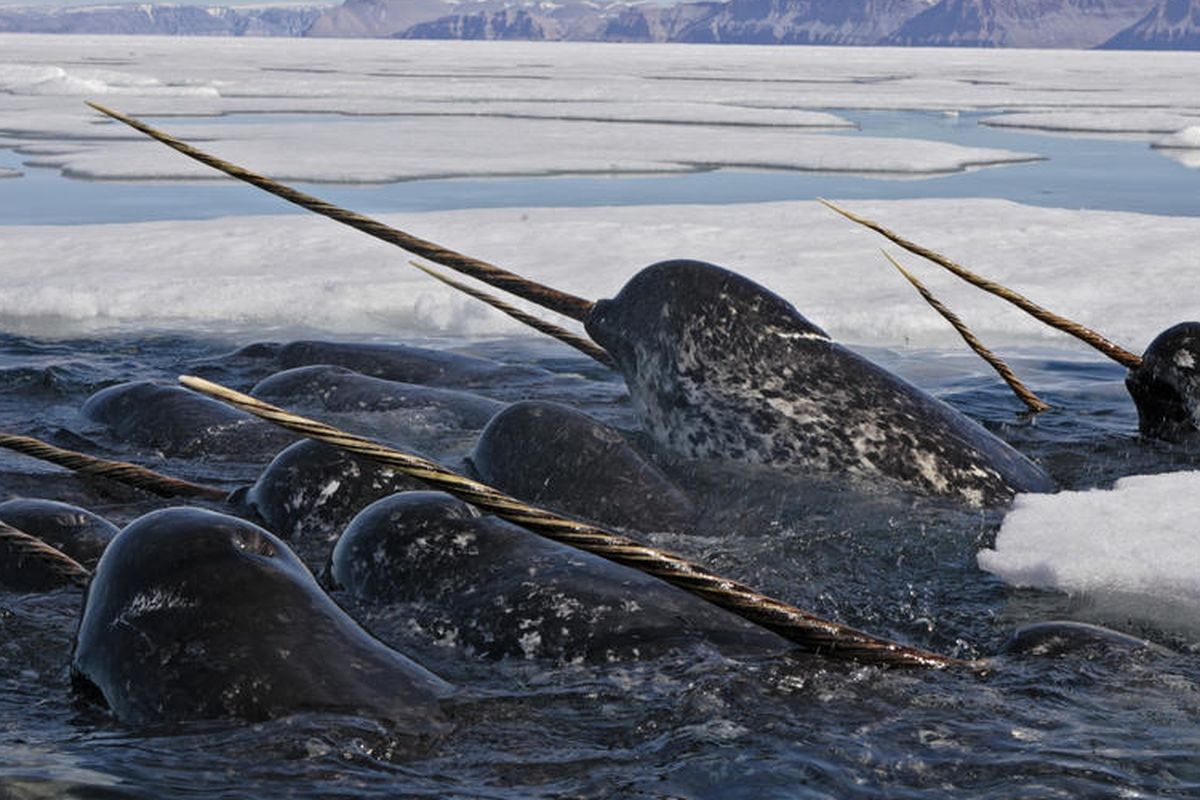 Mengenal Narwhal, Paus Bergading dari Kutub Utara